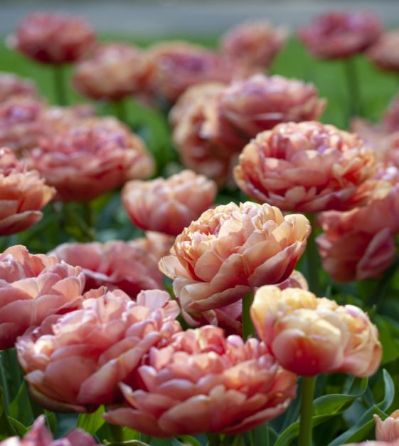 Peony Flowering Tulip Copper Image | John Scheepers Beauty from Bulbs