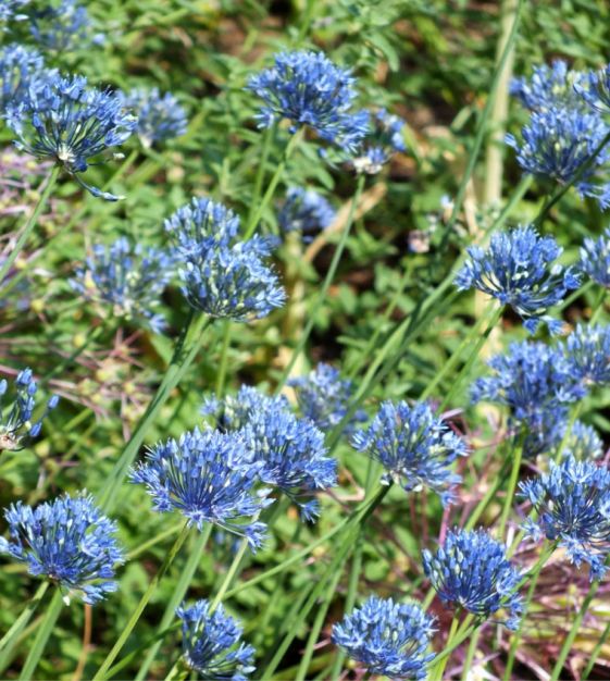 blue allium