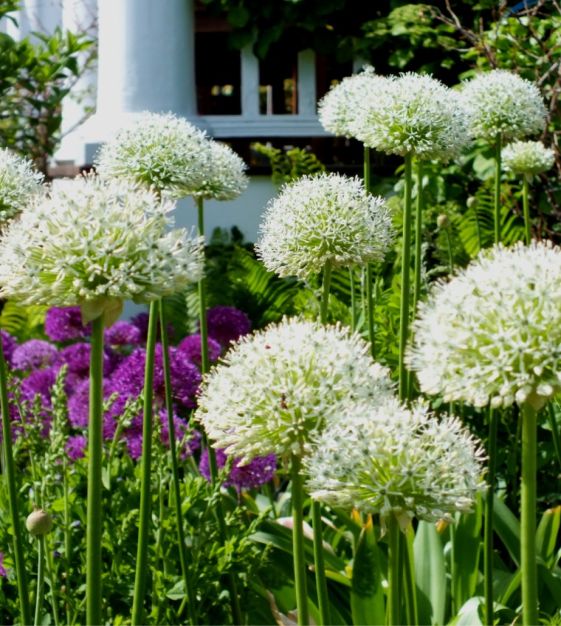 white alliums