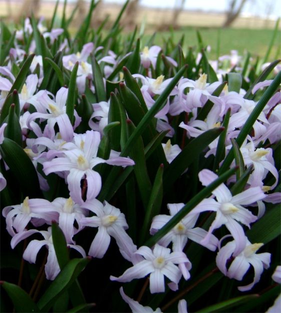 white chionodoxa