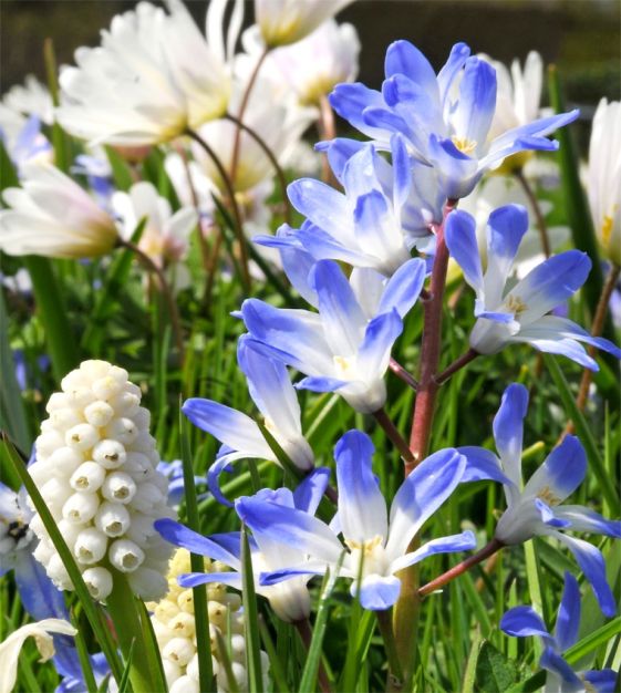 white chionodoxa