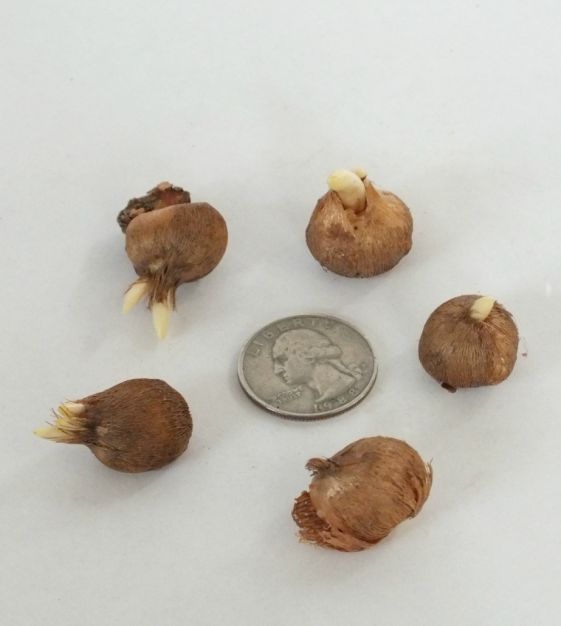 crocus corms