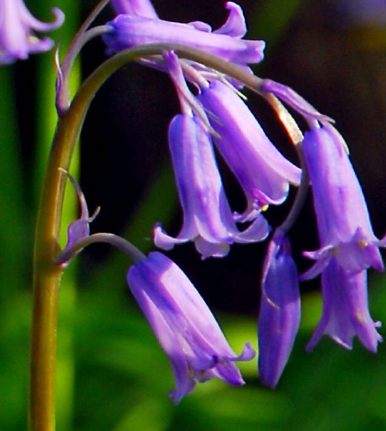 endymion non scriptus