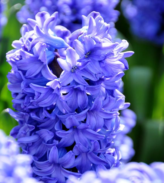 hyacinth flower