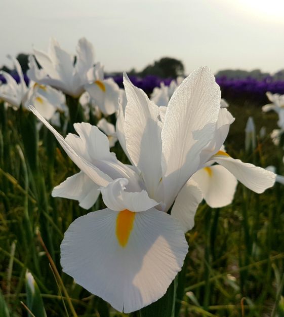 double dutch iris