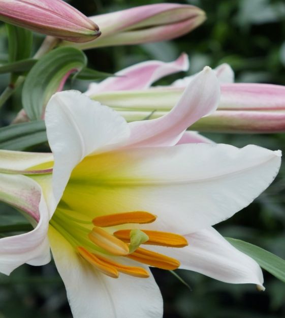lilium regale