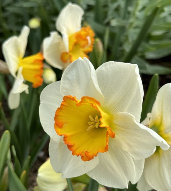 narcissus narcissus