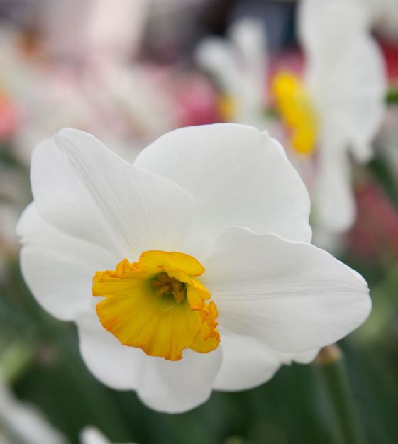 narcissus description