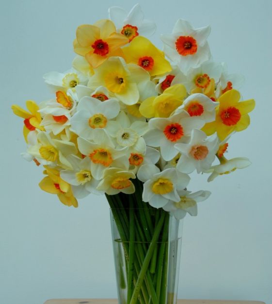small silk daffodils