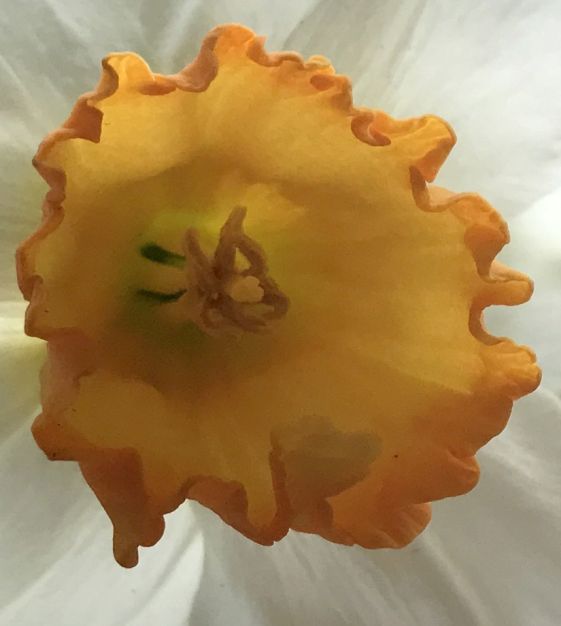 orange comet daffodil