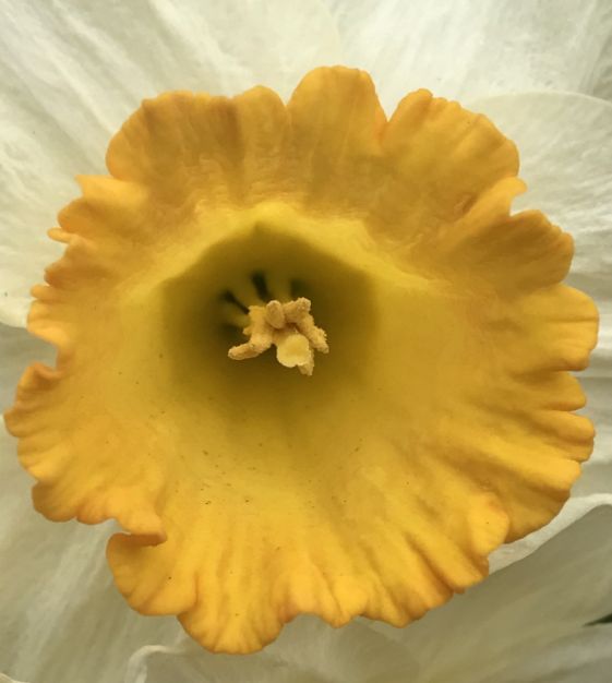 orange sunset daffodil