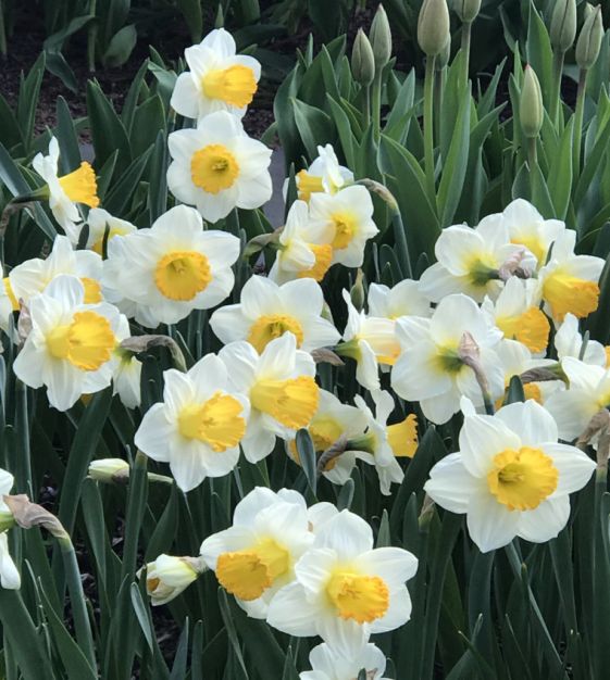 orange sunset daffodil