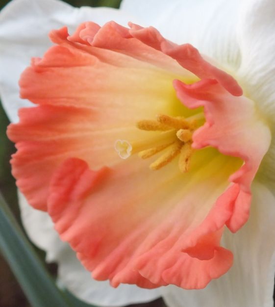 pink daffodil