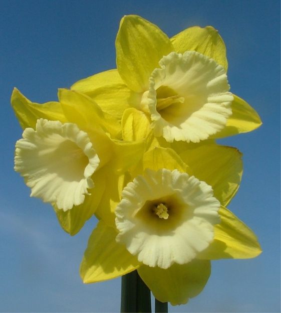 green daffodil