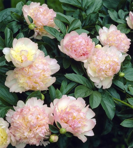 raspberry ripple peony