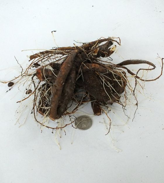 red peony root extract