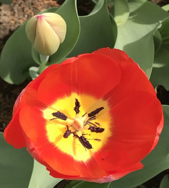 large tulips
