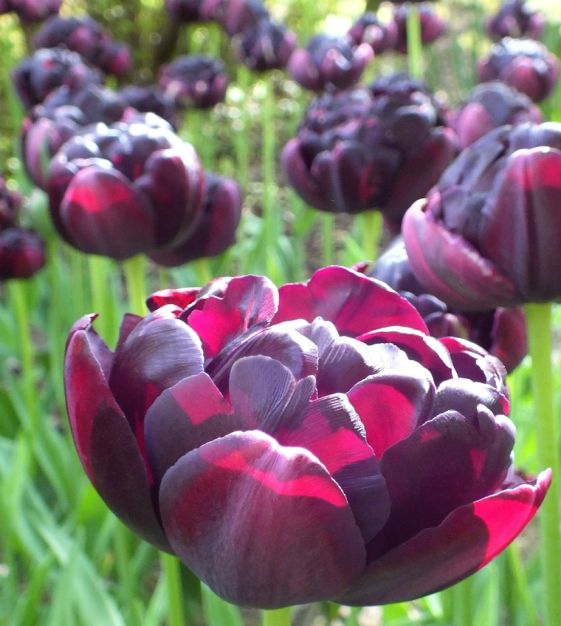 dark tulip