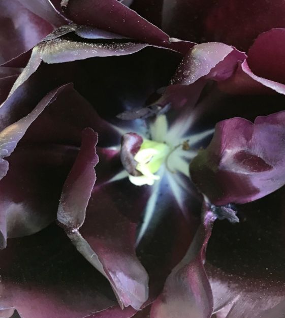 clipper dark flowers