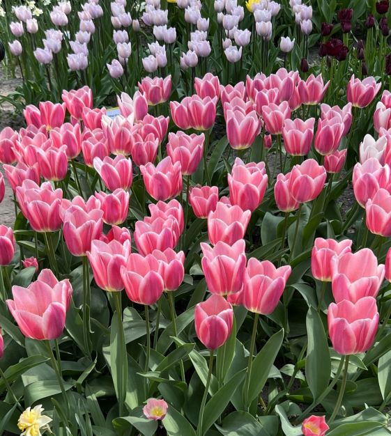 single early tulips