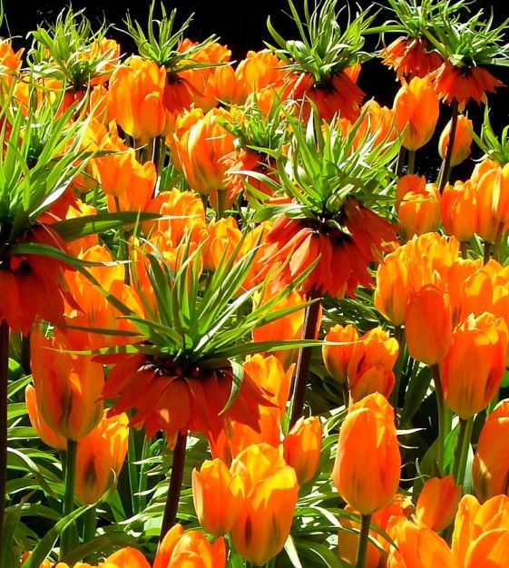 bunga tulip orange
