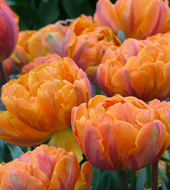 orange tulips