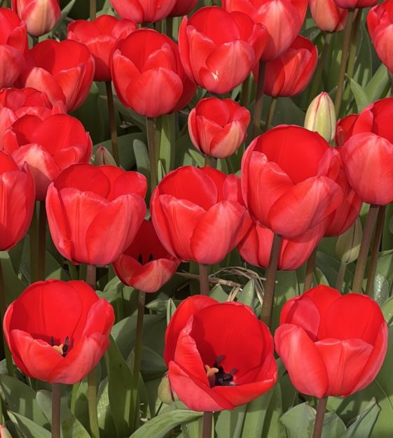 single red tulip