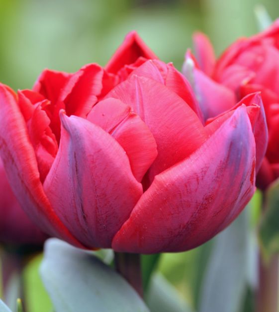 tulip red wing