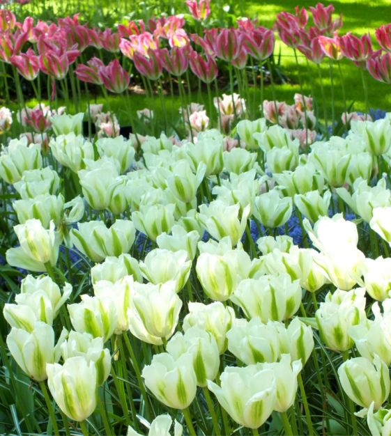 green tulips