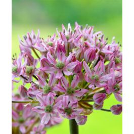 allium pink