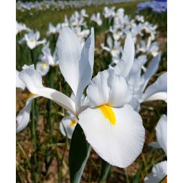iris flower white