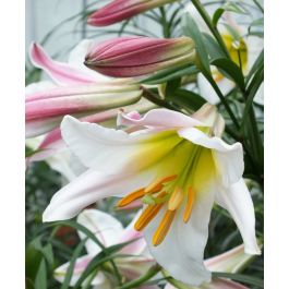 lilium regale