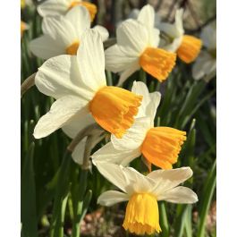 orange comet daffodil