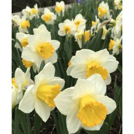 orange sunset daffodil