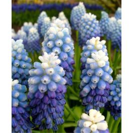 Muscari aucheri Ocean Magic