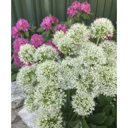 Allium stipitatum Mount Everest