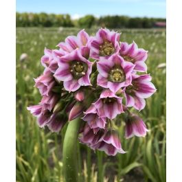 Allium tripedale | John Scheepers Beauty from Bulbs