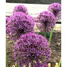 Allium Atlas | John Scheepers Beauty from Bulbs