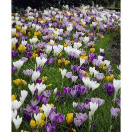 The Large Flowering Dutch Crocus Mixture