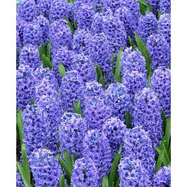 Hyacinthus orientalis Blue Jacket | John Scheepers Beauty from Bulbs