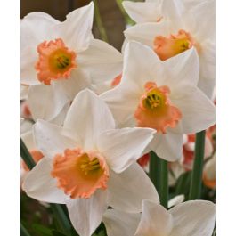 Narcissus Accent