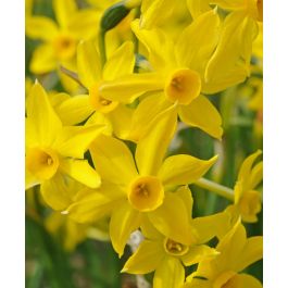 Narcissus Baby Boomer | John Scheepers Beauty from Bulbs