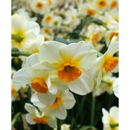 Narcissus Beautiful Eyes | John Scheepers Beauty from Bulbs