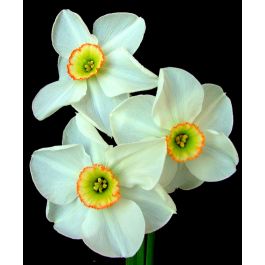 Narcissus Dreamlight | John Scheepers Beauty from Bulbs
