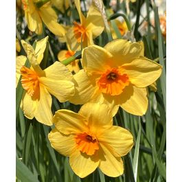 Narcissus Kedron | John Scheepers Beauty from Bulbs
