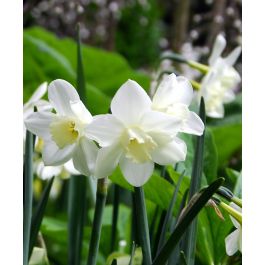 Narcissus Pueblo | John Scheepers Beauty from Bulbs