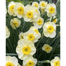 Narcissus Sun Disc | John Scheepers Beauty from Bulbs