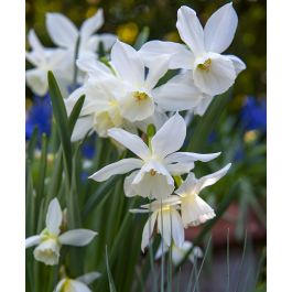 Narcissus Thalia | John Scheepers Beauty from Bulbs