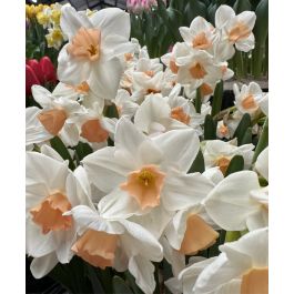 Tazetta Narcissus Kapiti Peach | John Scheepers Beauty from Bulbs