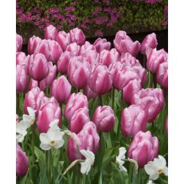 Tulip Aafke | John Scheepers Beauty from Bulbs